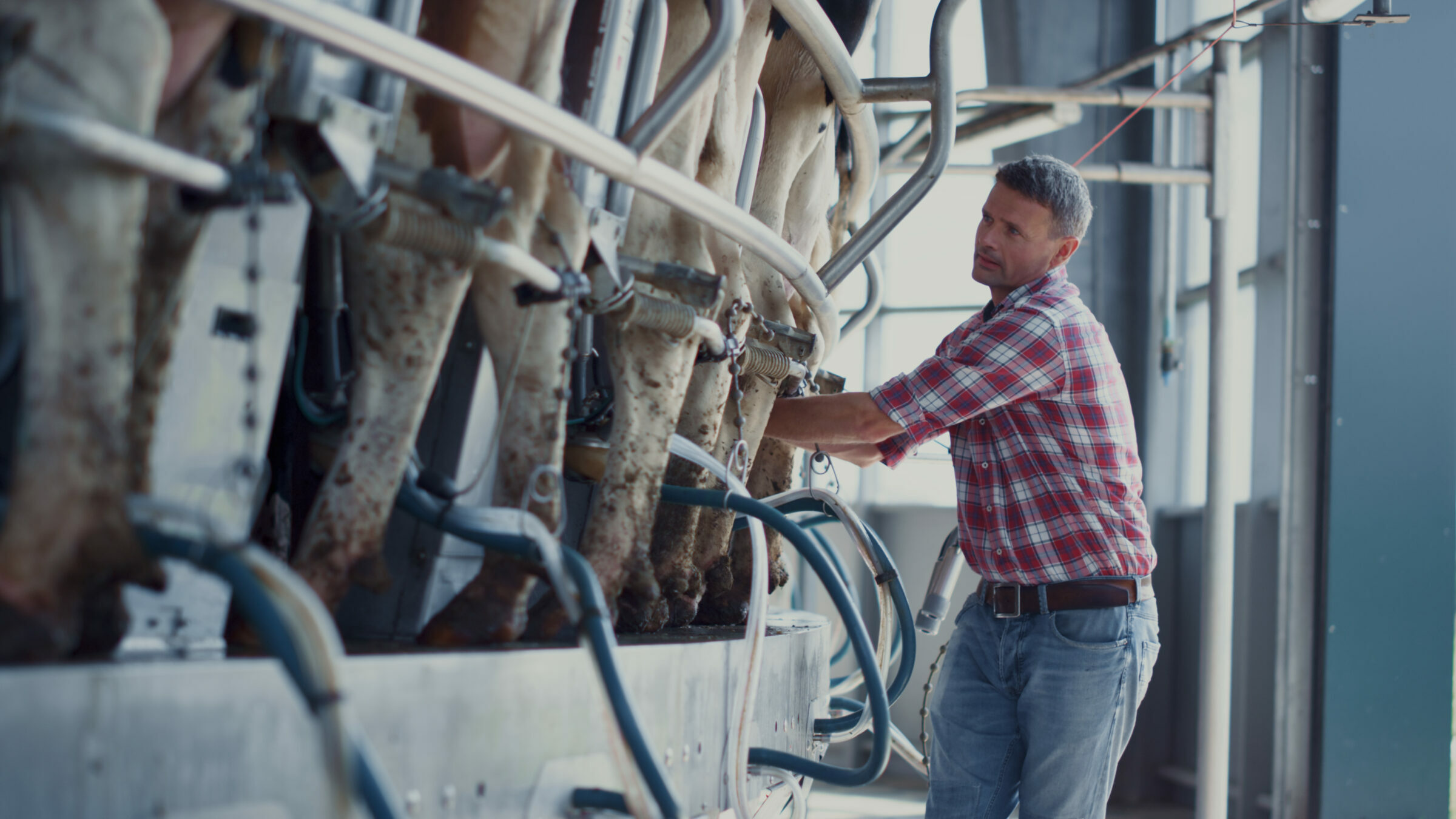 Cleaning and disinfection of milking facilities - Proquimia