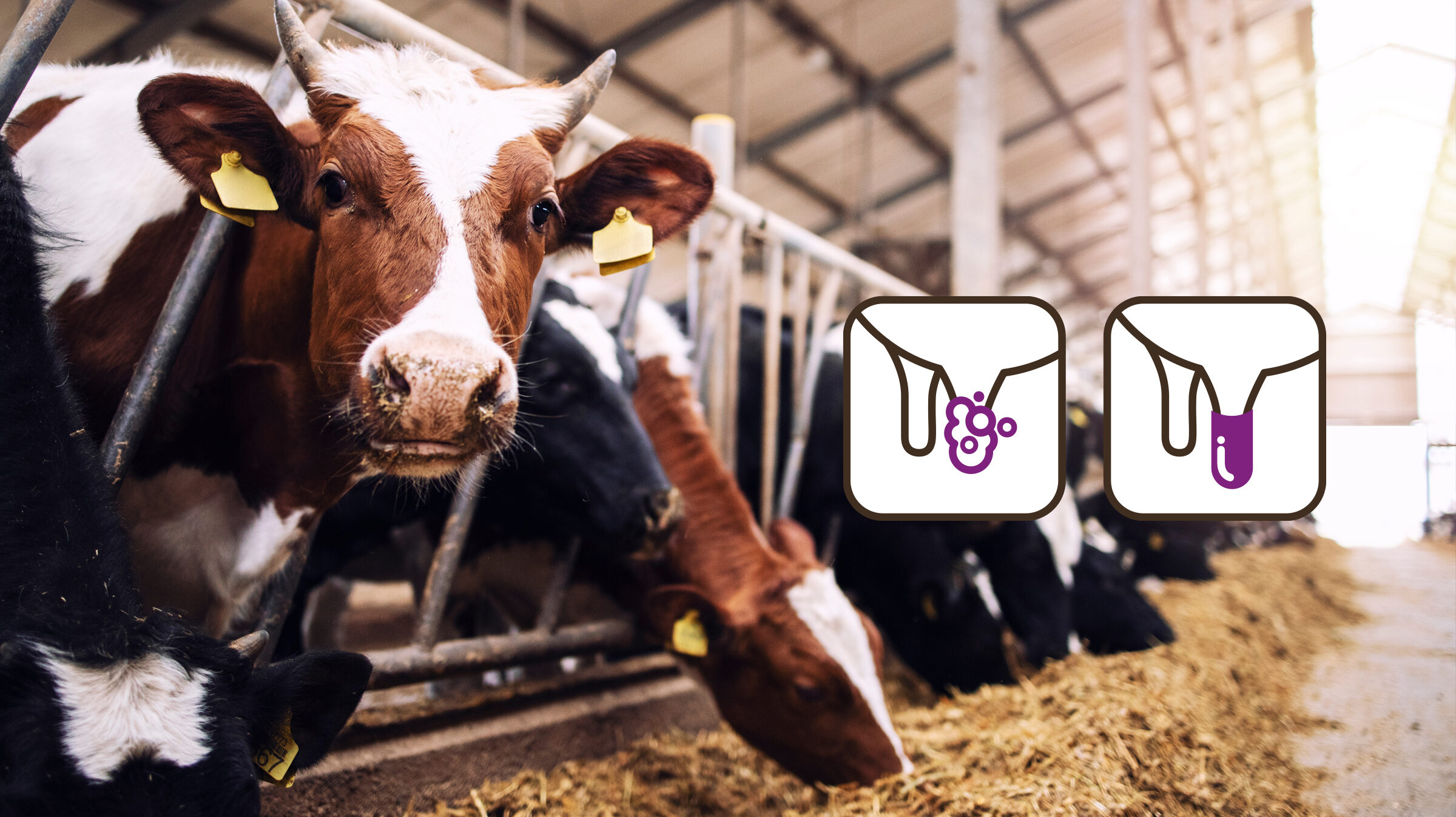 Nouveau système de traitement des trayons pour bovins